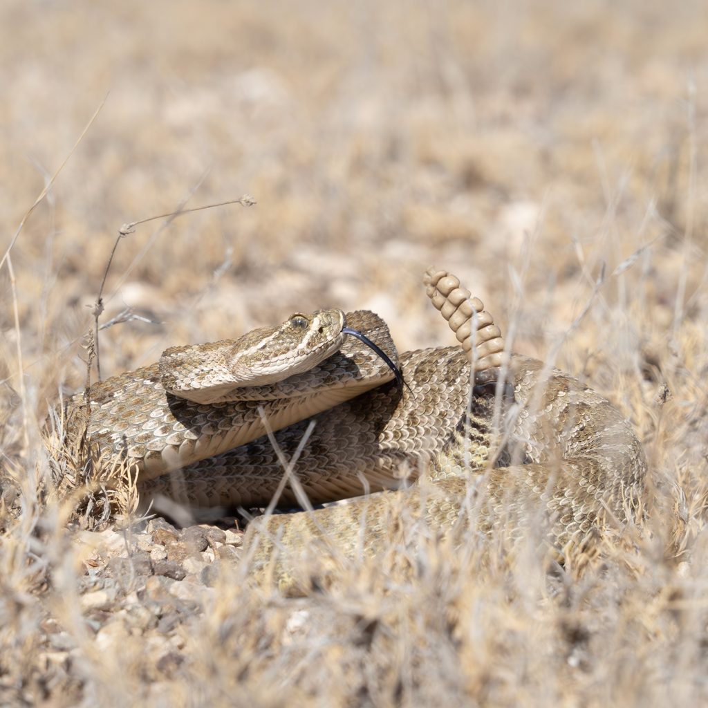 Prairie Rattlesnake from Brewster County, TX, USA on August 15, 2023 at ...
