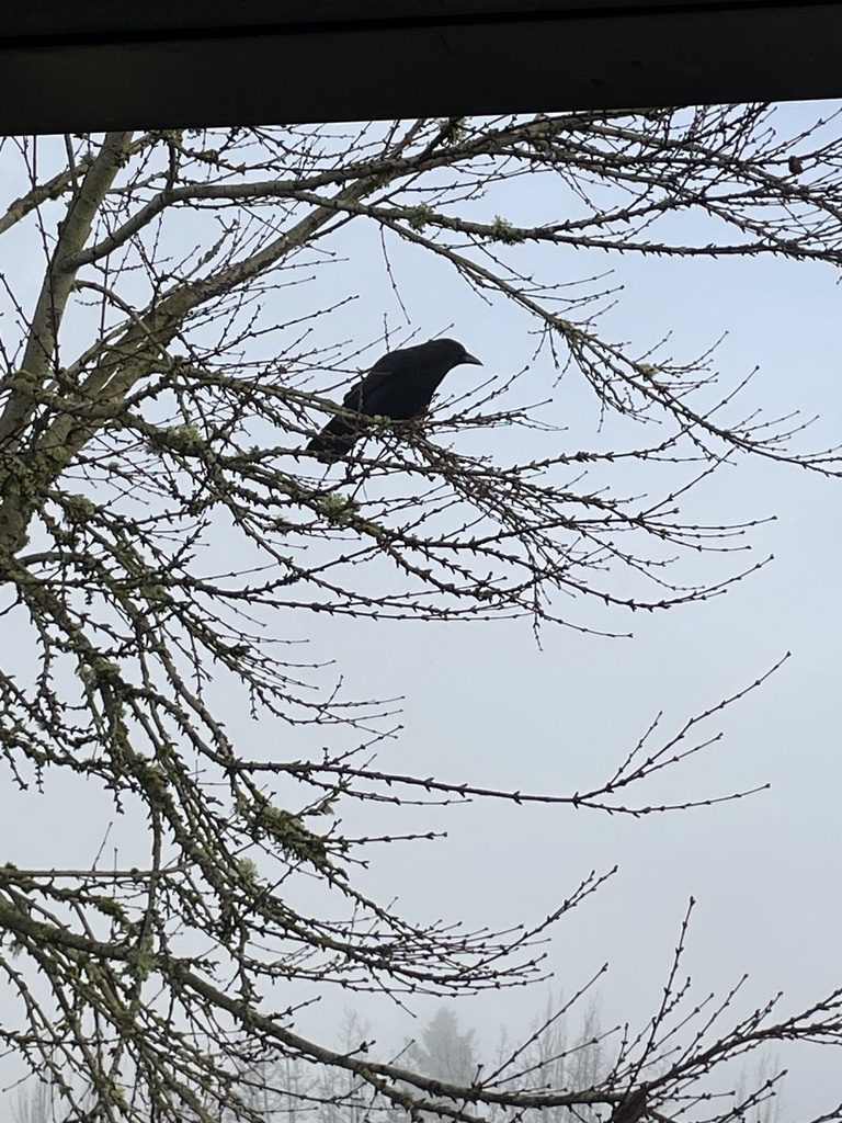 American Crow from Tokyo International University Of America, Salem, OR ...