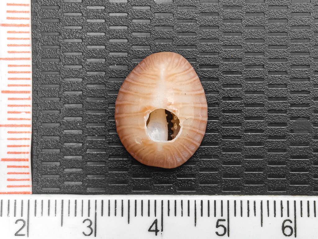 Pusula radians from Manta, EC-MN, EC on January 5, 2024 at 04:30 PM by ...