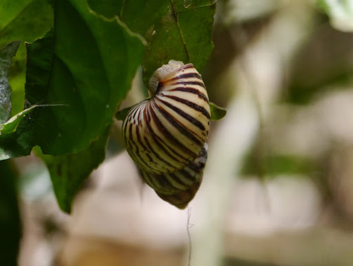 Genus Lignus · iNaturalist