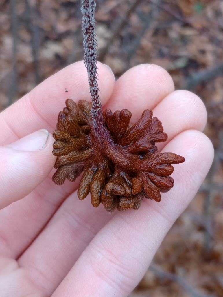 Insects from Mississippi State, MS 39759, USA on January 23, 2024 at 12 ...