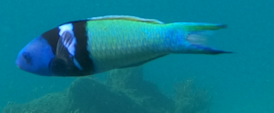 Caribbean Bluehead Wrasse from Riviera Beach, FL, USA on January 29 ...