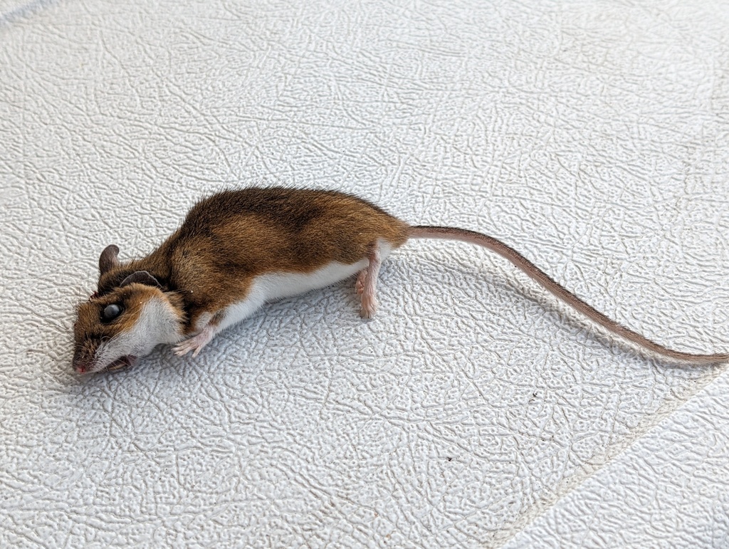 Deer Mouse from Mont-Joli, QC, Canada, 1101 rue Lussier on January 29 ...