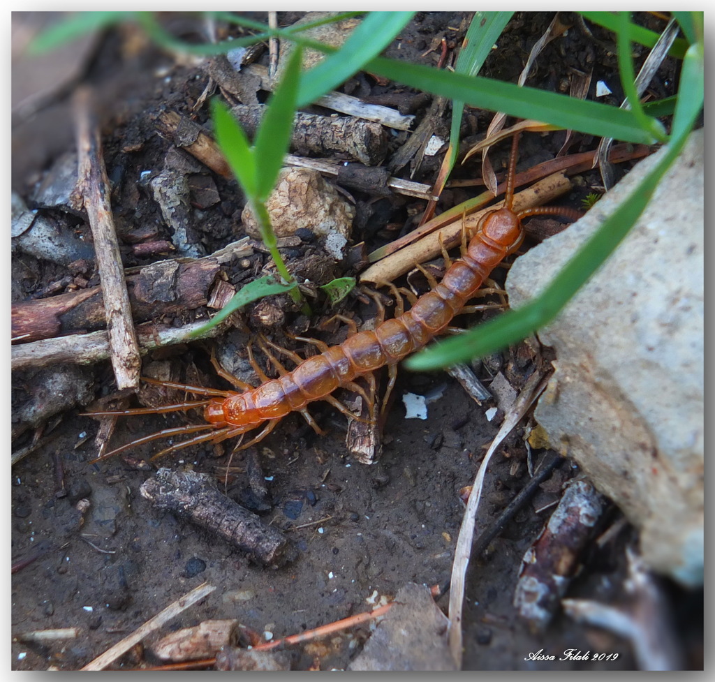 Lithobiidae from Ain Smara, Algeria on April 13, 2019 at 10:54 AM by ...