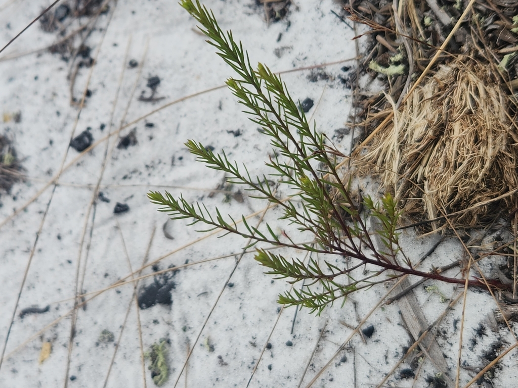 Deckert's pinweed from St. Petersburg, FL 33702, USA on January 29 ...