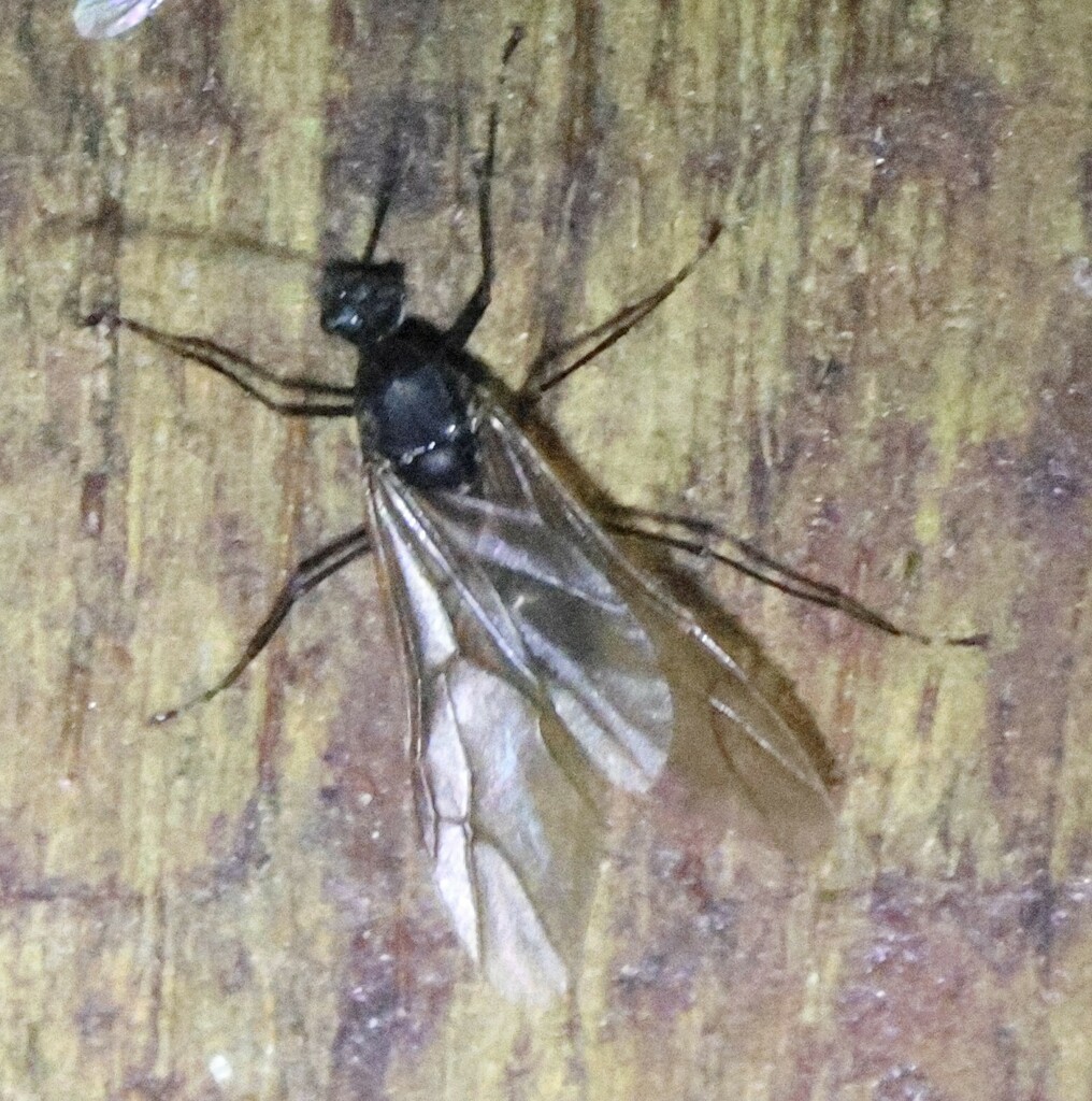 Camponotin Ants from Kavango East Region, Namibia on November 17, 2023 ...