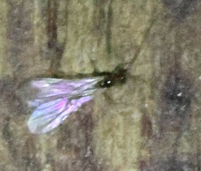 Ants from Kavango East Region, Namibia on November 17, 2023 at 05:19 AM ...