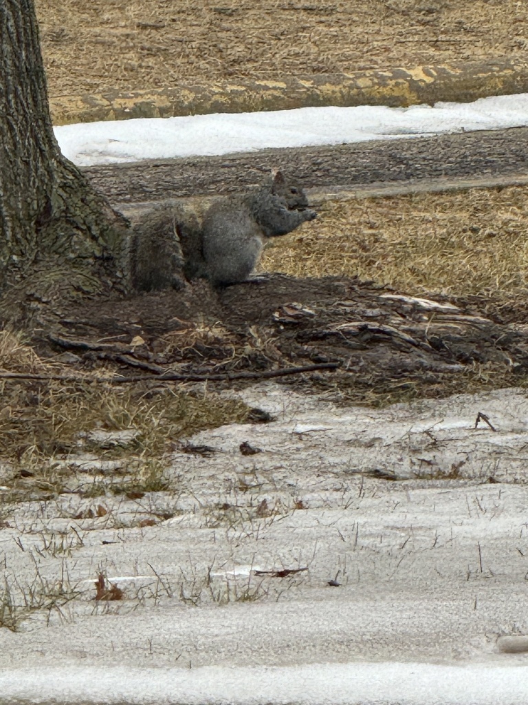 Eastern Gray Squirrel from Bethany Lutheran College, Mankato, MN, US on ...
