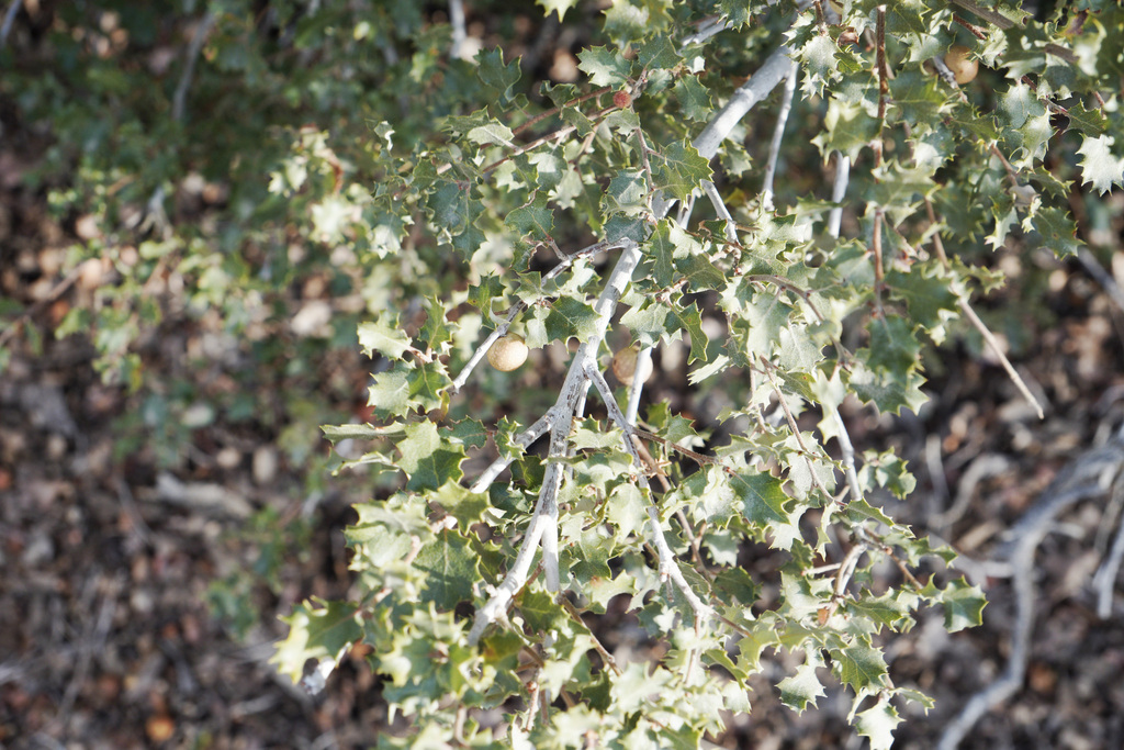 Muller's oak from Joshua Tree National Park, Riverside, California ...