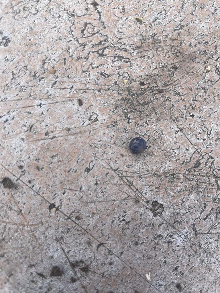 Isopod Iridescent Virus from Castro Dr, San Jose, CA, US on January 28 ...