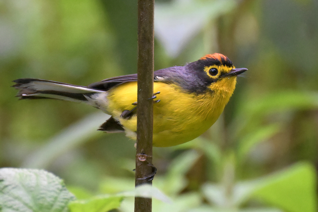 Spectacled Redstart from Papallacta 150205, Ecuador on November 13, 2023 at 01:46 PM by ...