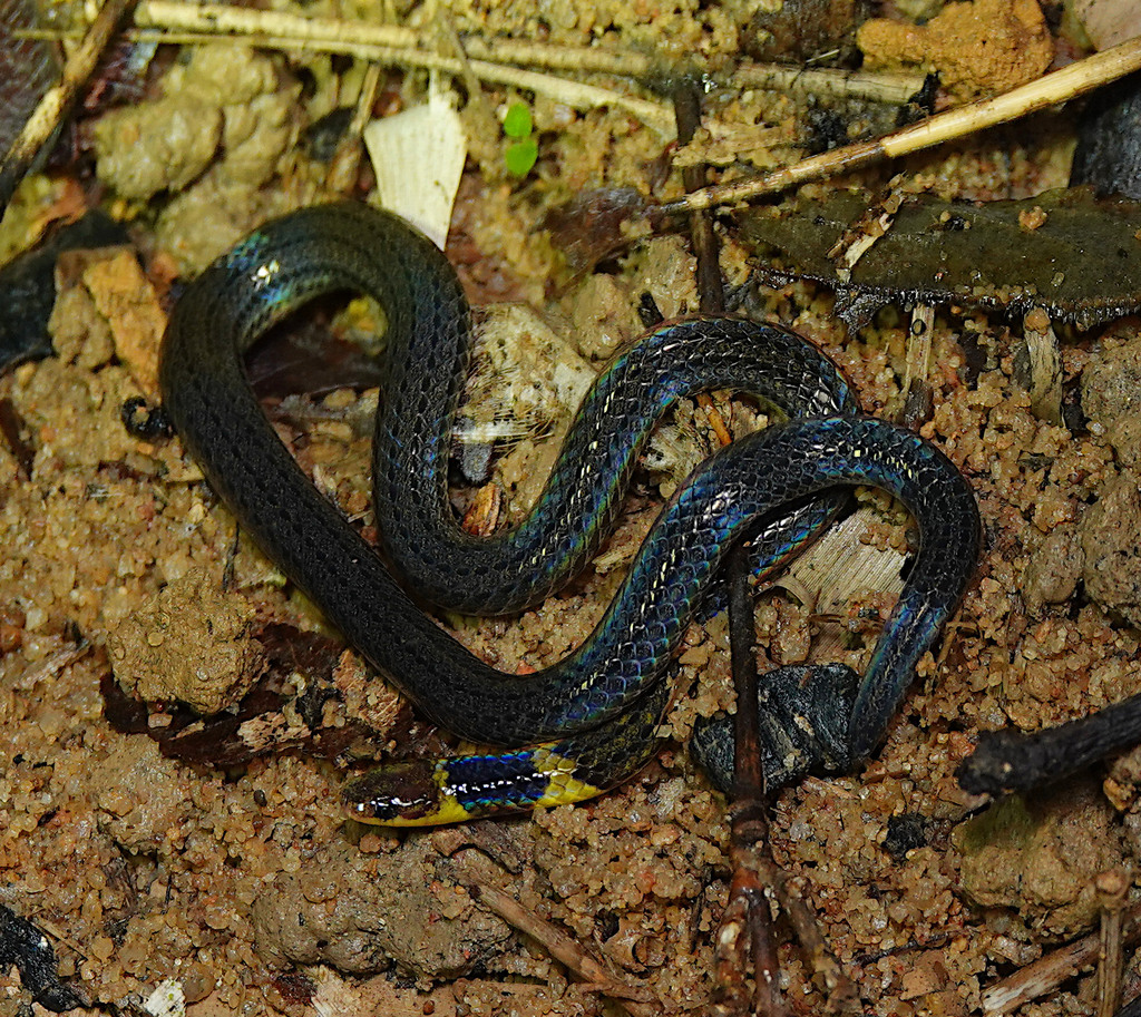 Collared Reed Snake from Khlong Sok, Phanom District, Surat Thani 84250 ...