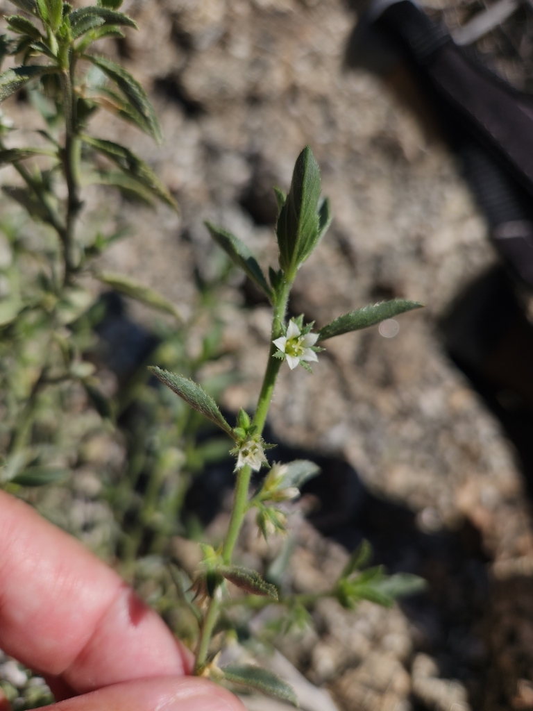 Ditaxis from La Quinta, CA 92253, USA on January 29, 2024 at 11:34 AM ...