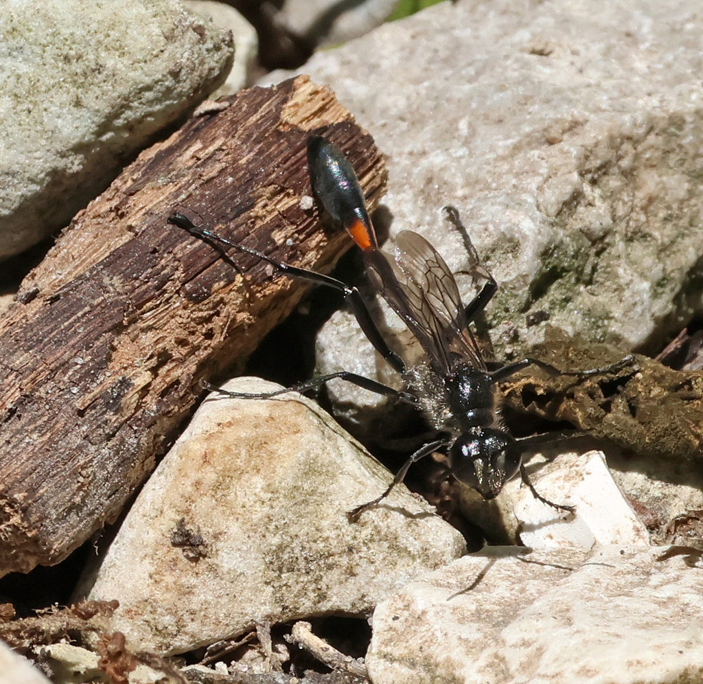 Ammophila urnaria from 307 Pinetum Loop Rd, Gray Summit, MO 63039, USA ...