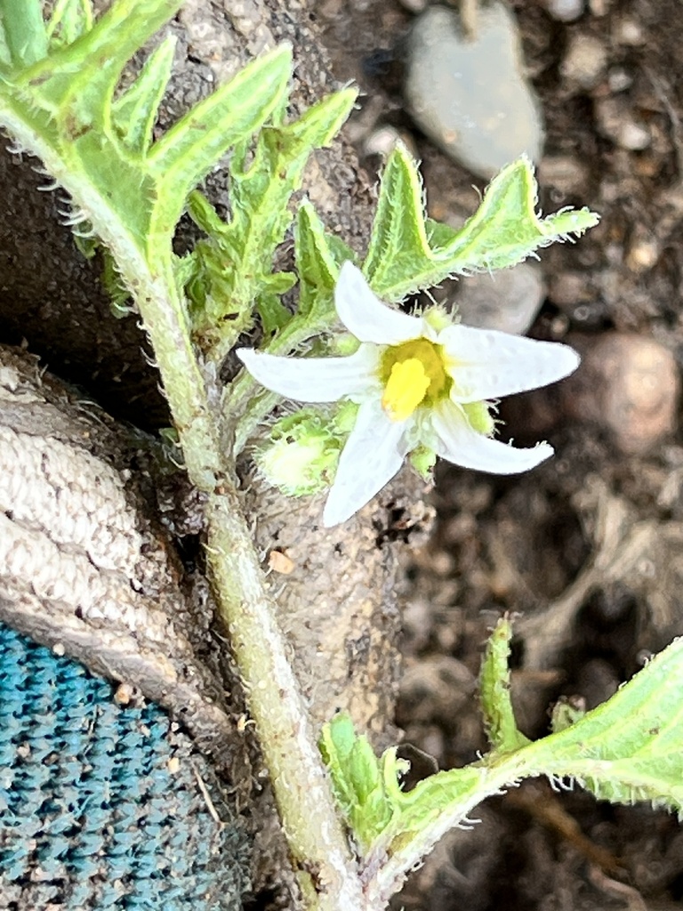 Cutleaf Nightshade from E First St, Nederland, CO, US on July 31, 2023 ...