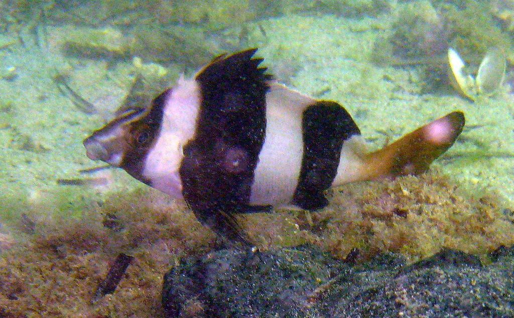 Magpie Perch (Pseudogoniistius nigripes) - Marine Life Identification