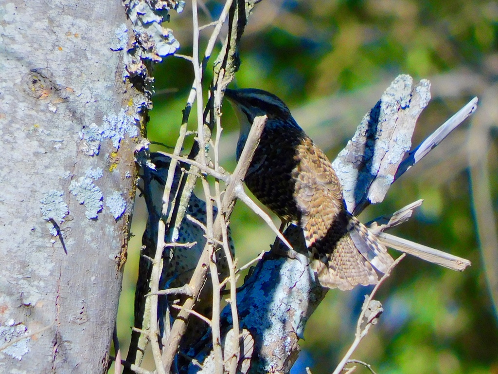 Spotted Wren from Tapalpa, Jal., MX on January 28, 2024 at 09:46 AM by ...