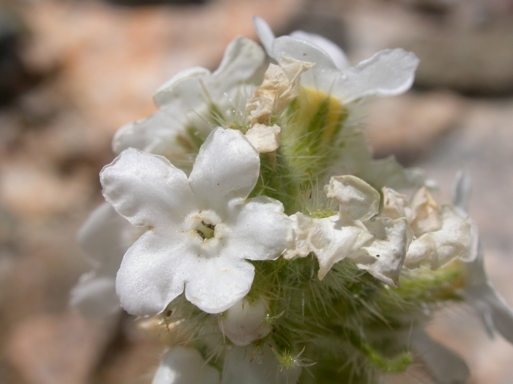 Cockscomb Oreocarya (Oreocarya glomerata) - Botanical Realm