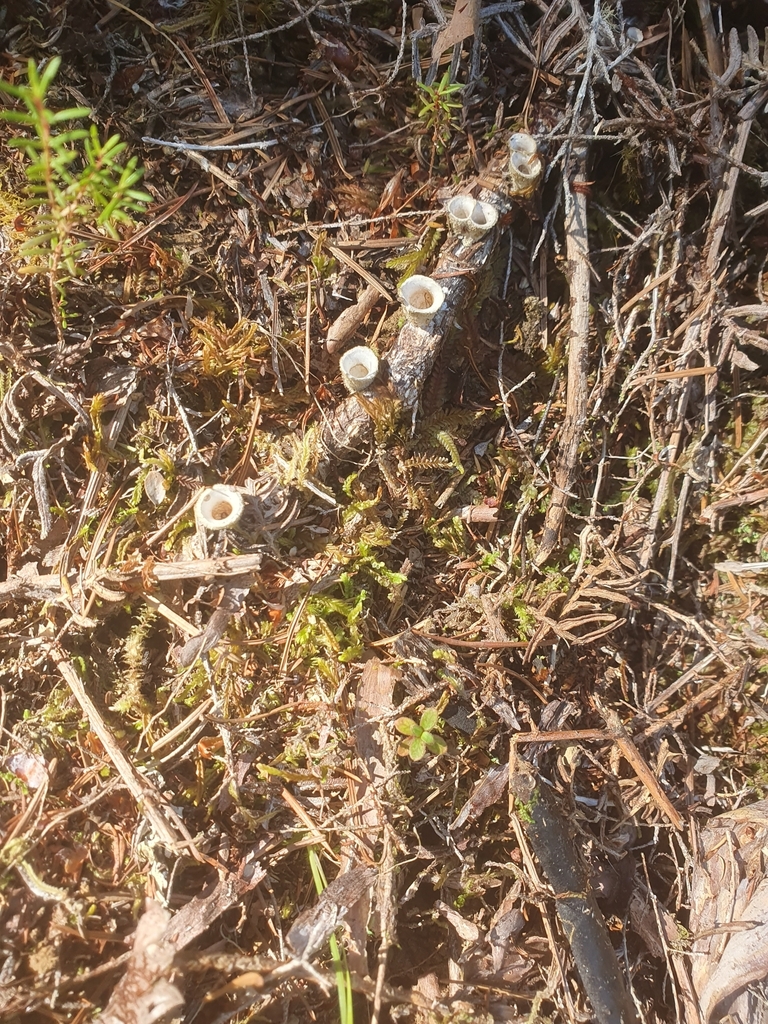 Nidula from Shenandoah 7077, New Zealand on January 30, 2024 at 10:56 ...