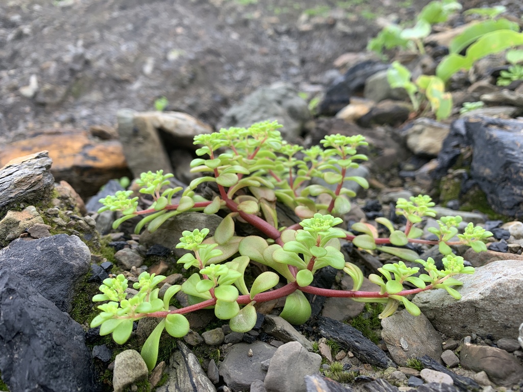 Alfred Stonecrop from 22447, Rueifang, , TW on April 14, 2019 at 10:46 ...