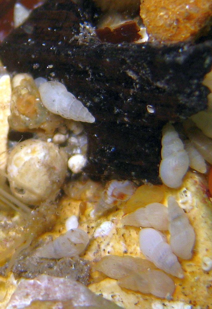 Rissoina fasciata (Marine invertebrates of Randwick costal area: Coogee ...