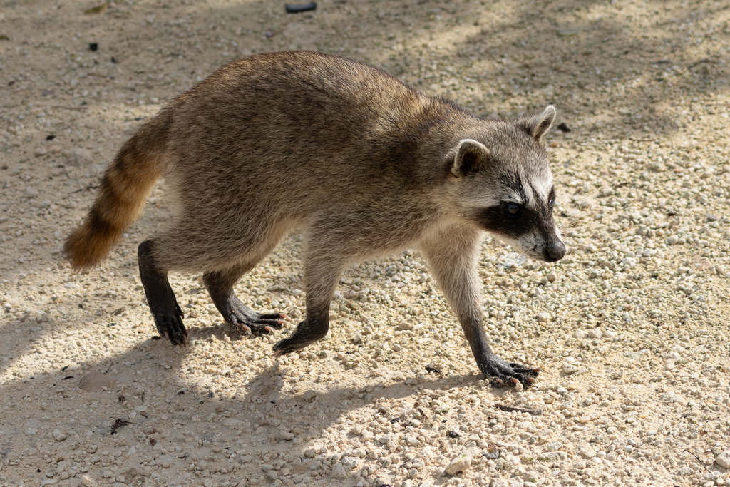 Pygmy Raccoon from Cozumel, Quintana Roo, Mexico on January 23, 2024 at ...