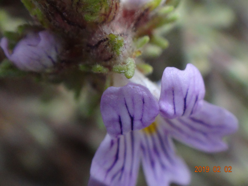 purple eyebright from Falls Creek VIC 3699, Australia on February 2 ...