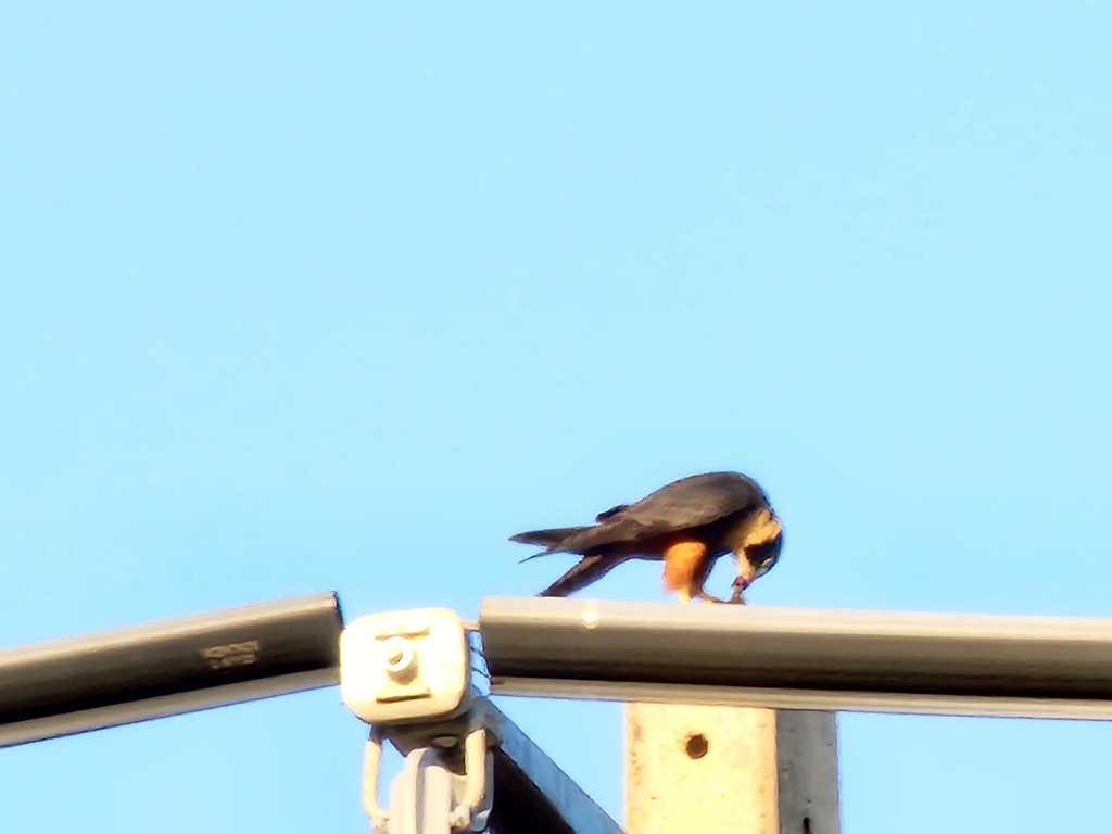 Bat Falcon from MF7H+JP4, San Lorenzo 111421, Paraguay on January 29 ...