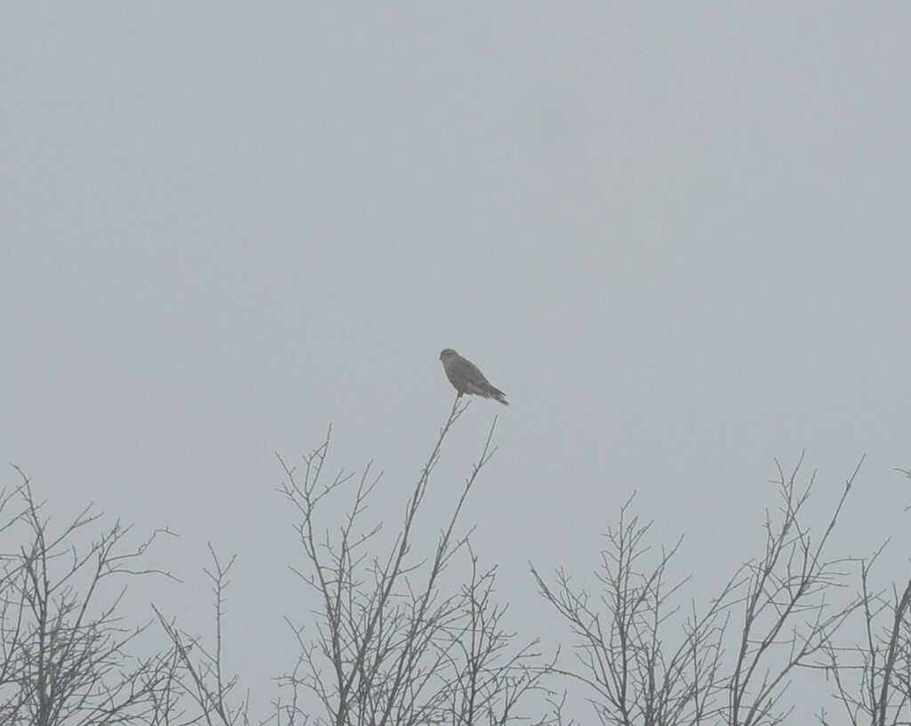 Merlin from Boone County, IL, USA on January 29, 2024 at 11:32 AM by ...