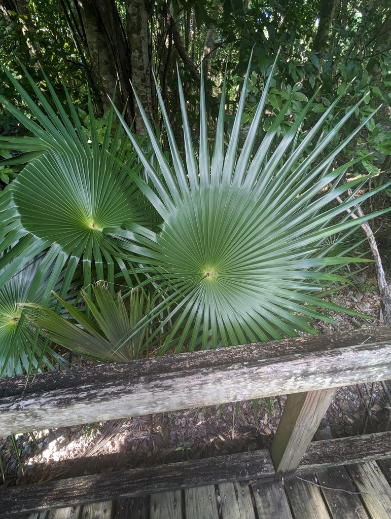 Silver Thatch Palm (Coccothrinax alta) - Botanical Realm