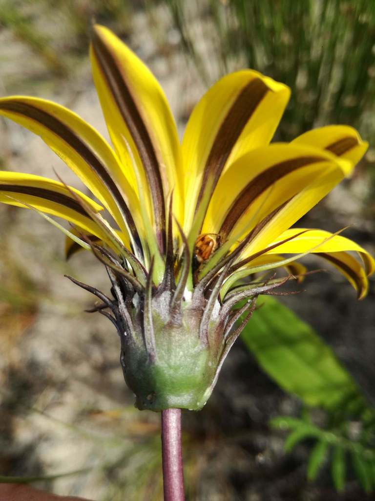 Butter Flower (NatCarbon EC Plant Guide) · iNaturalist
