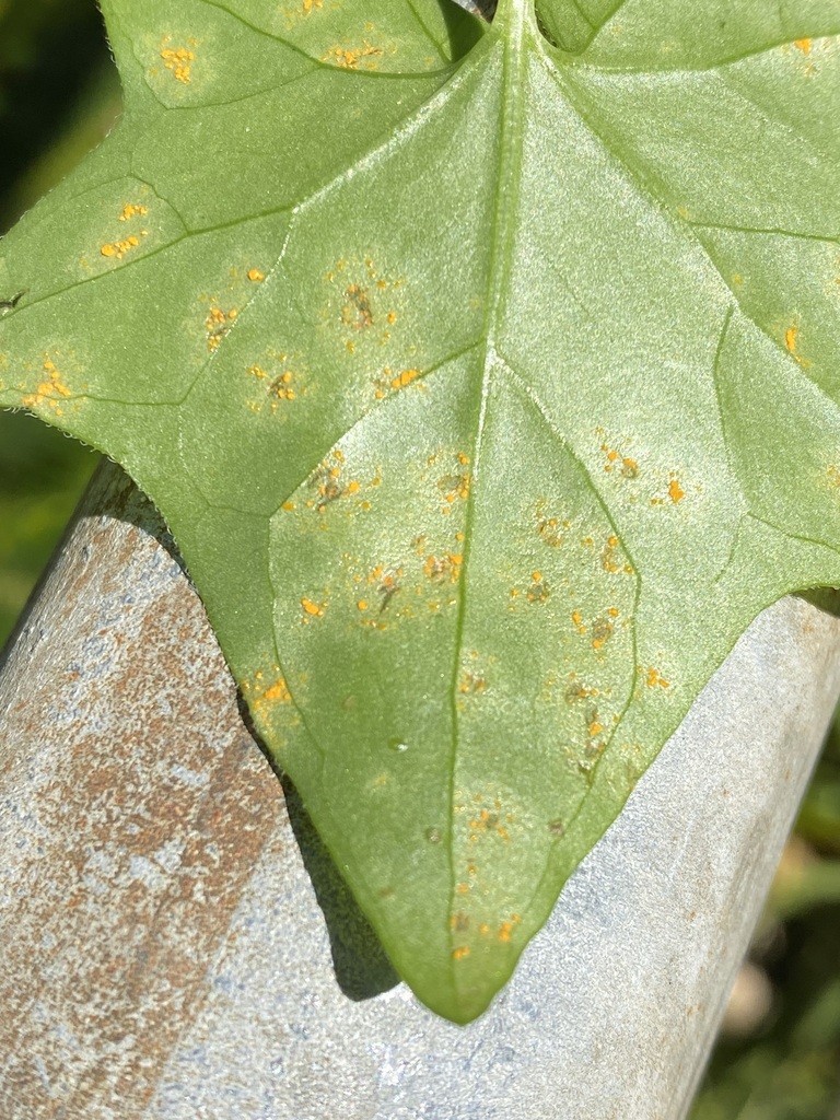 rust fungi from North Shore, Hauraki, Auckland, New Zealand on November ...