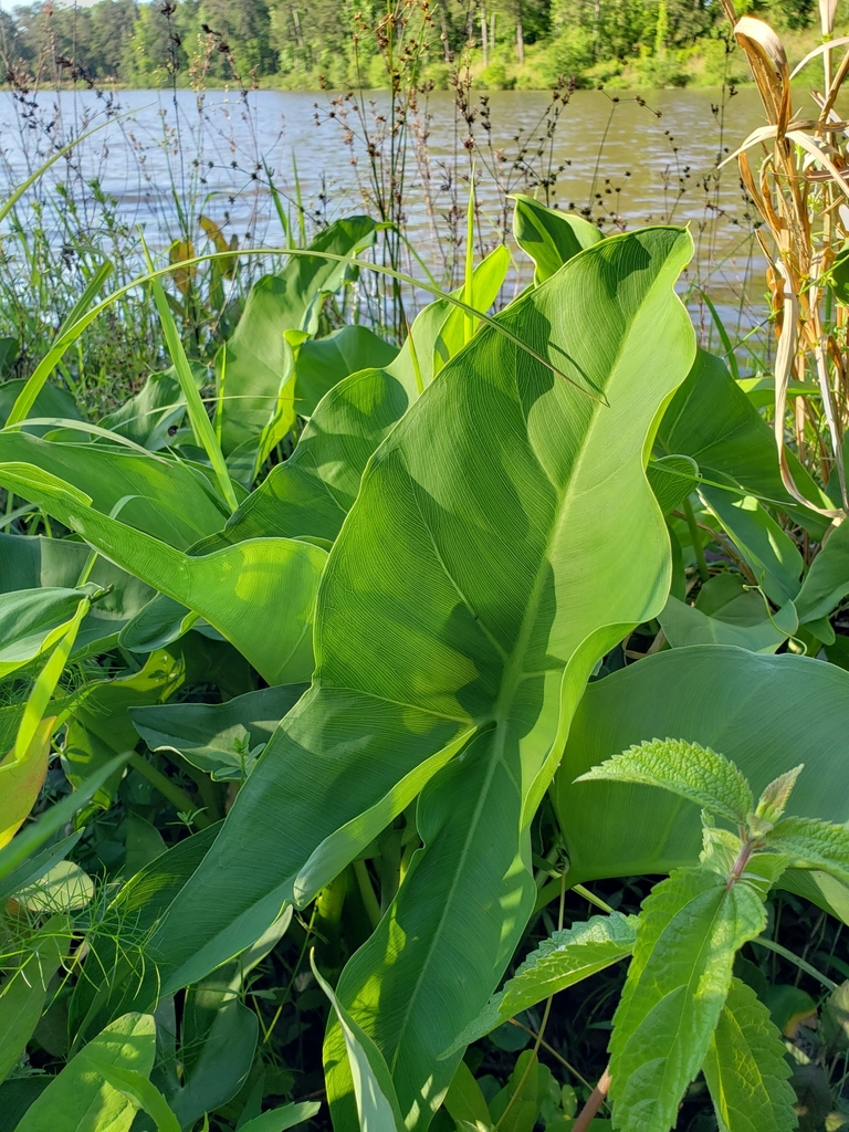 Green Arrow Arum from Flat Rock Park, Columbus, GA 31909, USA on May 7 ...