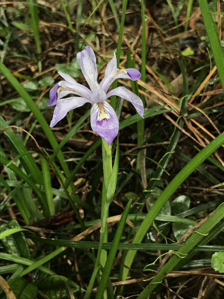 Hong Kong Iris from Po Toi, Hong Kong on April 13, 2019 at 01:47 PM by ...