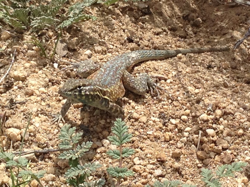 Western Side-blotched Lizard from Joshua Tree National Park, Desert Hot ...