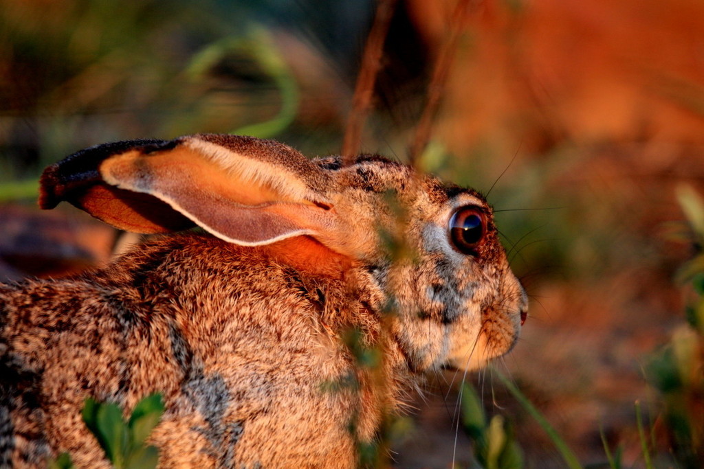 Scrub Hare (Lepus saxatilis) - Know Your Mammals