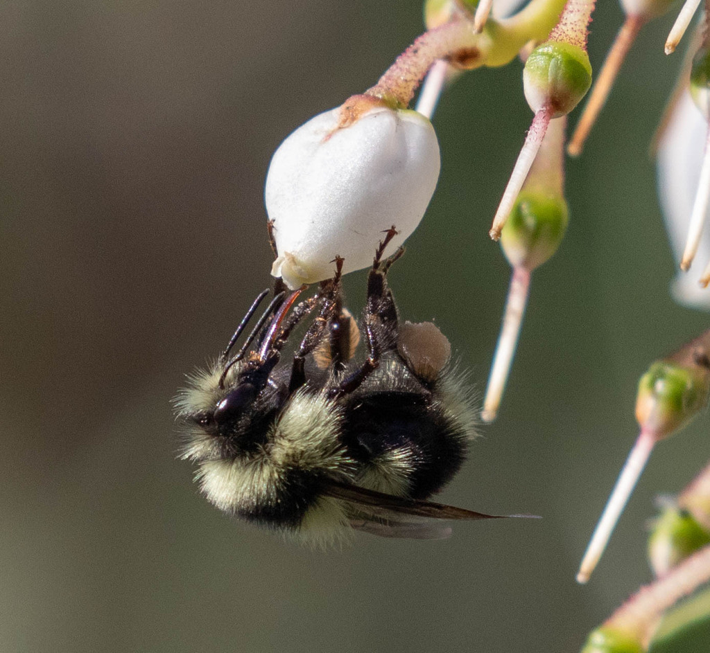 Black-tailed Bumble Bee from Mitchel Canyon NPG, Mount Diablo State ...
