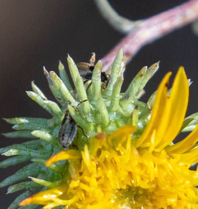 True Bugs from Mount Diablo State Park, Contra Costa County, CA, USA on ...