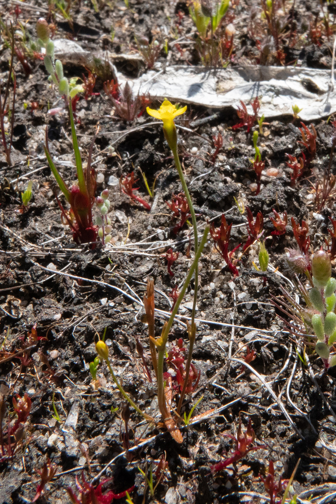 yellow centaury from Douglas VIC 3409, Australia on September 28, 2023 ...