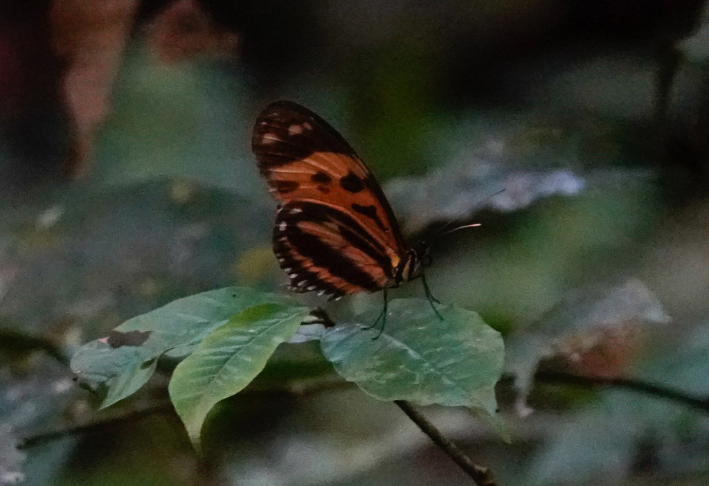 Ethilia Longwing from Annai on January 21, 2024 at 04:41 PM by Paul Prior · iNaturalist