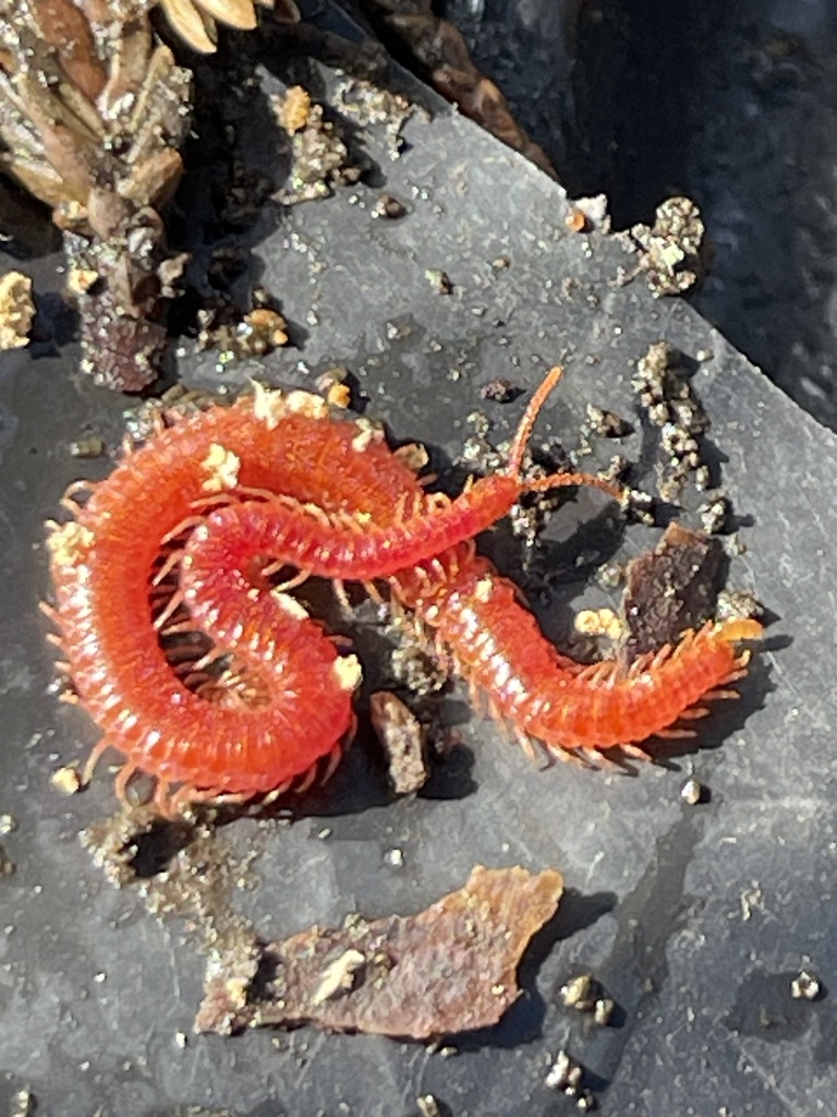 Strigamia from Presidio, San Francisco, CA, US on January 29, 2024 at ...