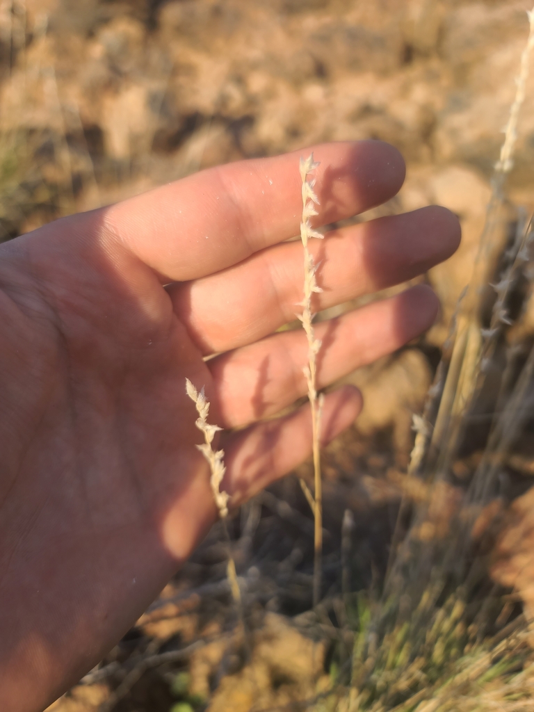 Slim Tridens from Tucson, AZ 85745, USA on January 29, 2024 at 05:03 PM ...