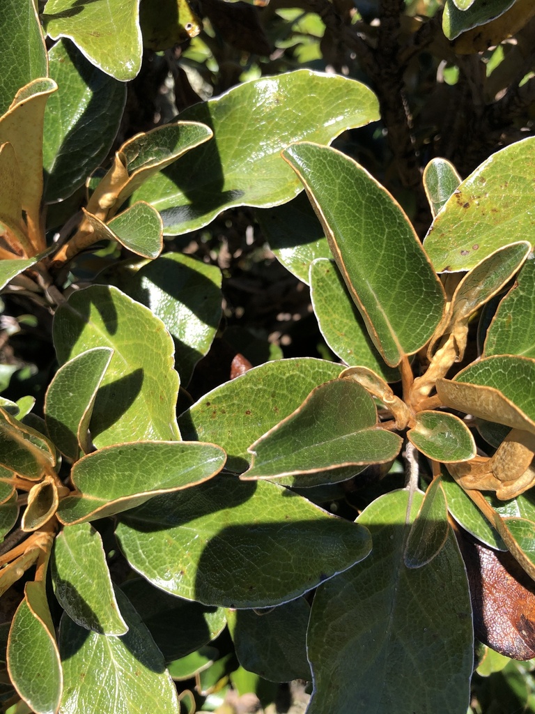 Brachyglottis elaeagnifolia from Egmont National Park, Taranaki, NZ on ...