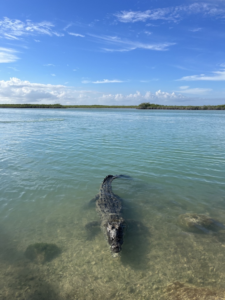 American Crocodile from LA Reserva De La Biosfera Sian Ka´an, Tulum, Q ...