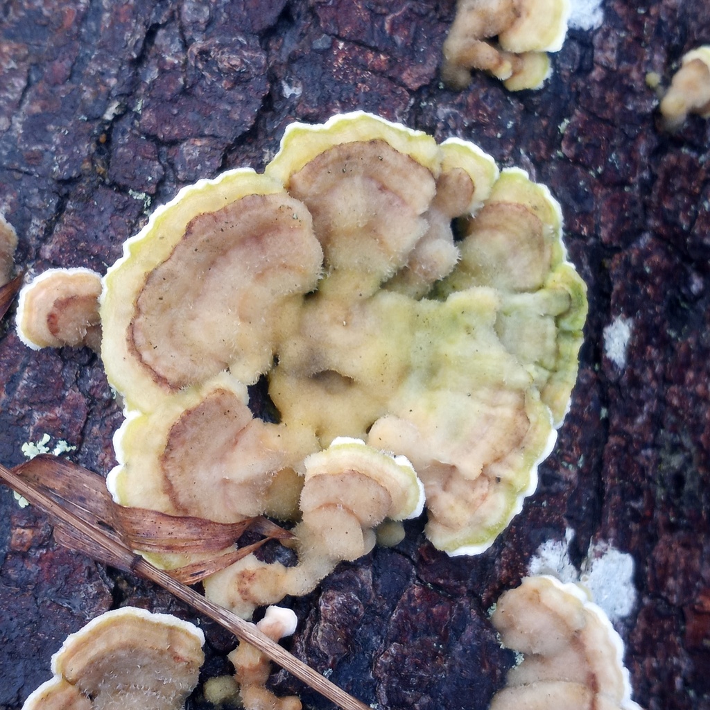 shelf fungi from Kent County, DE, USA on January 29, 2024 at 09:04 AM ...