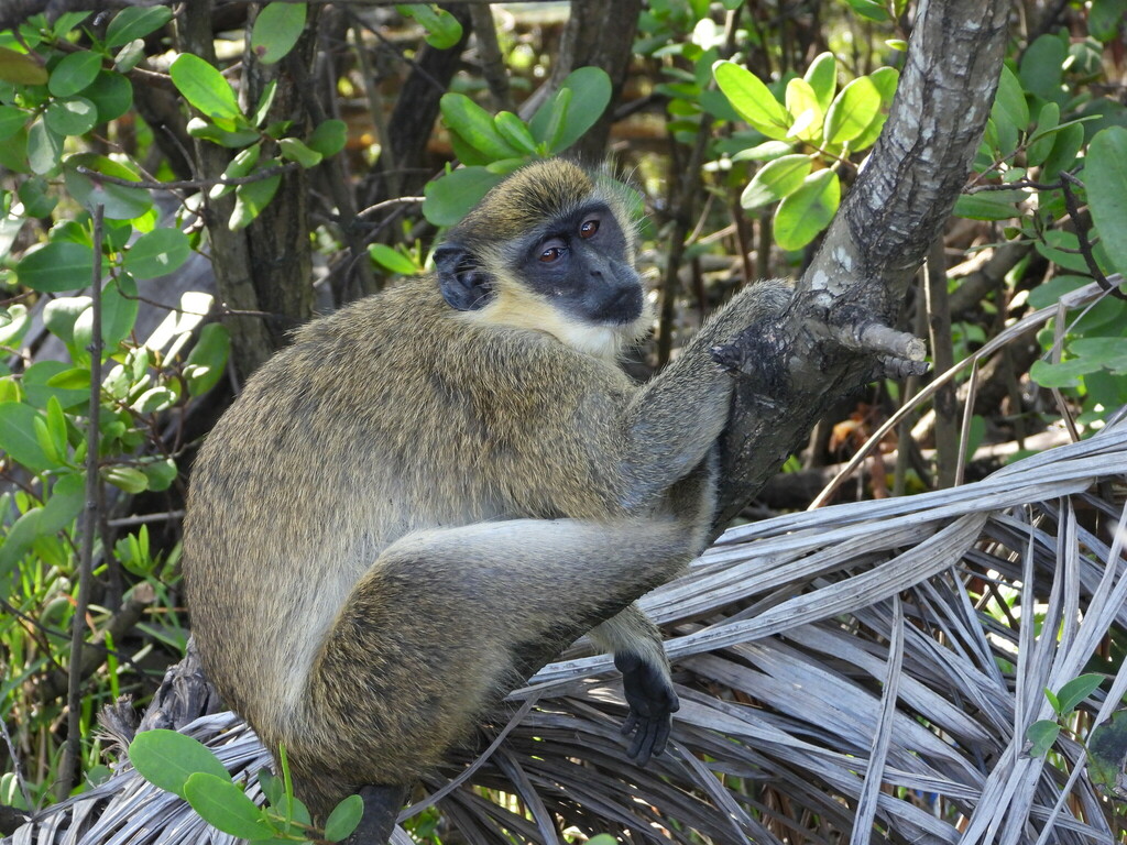 Green Monkey from Dania Beach, FL, USA on January 28, 2024 at 02:48 PM ...