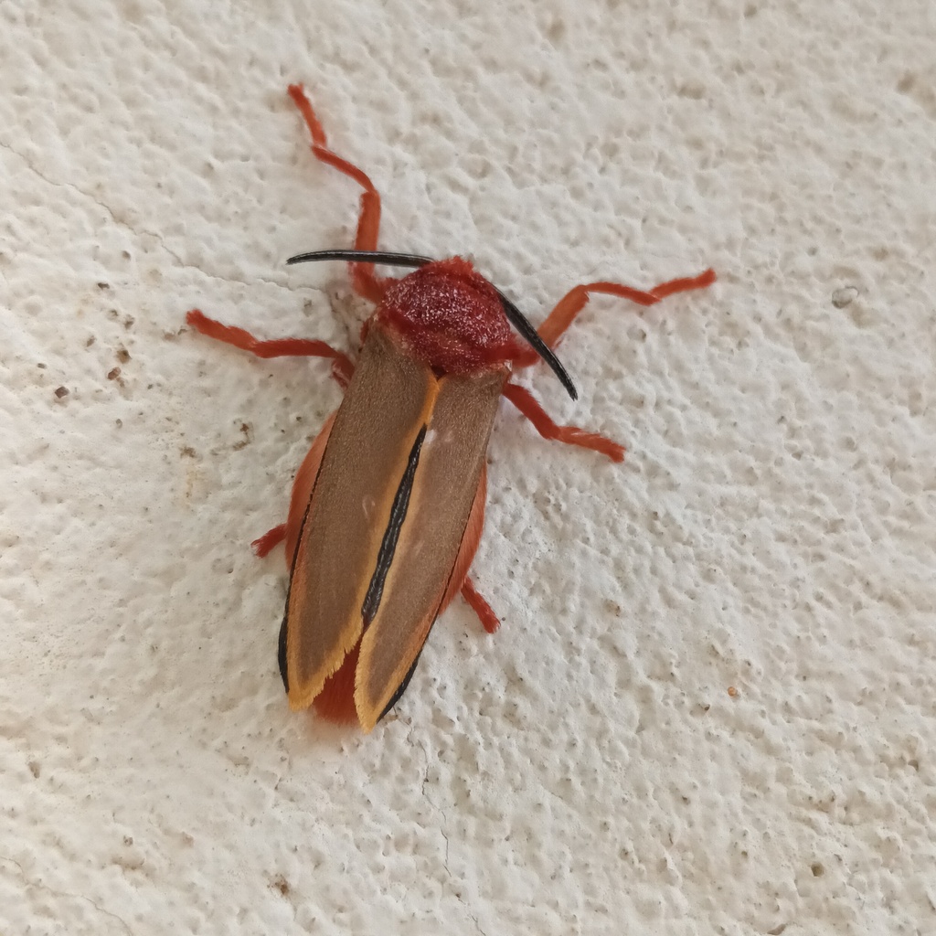 Winged and Once-winged Insects from Canarana - MT, 78640-000, Brasil on ...