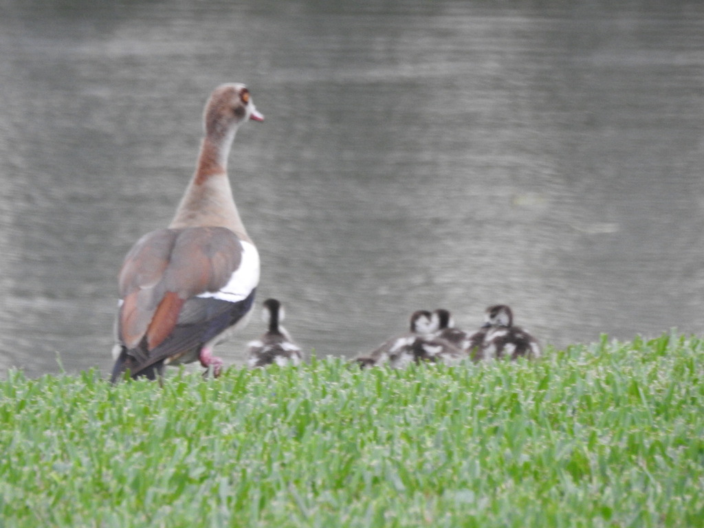 Egyptian Goose from Kendall, FL, USA on January 19, 2024 at 02:20 PM by ...