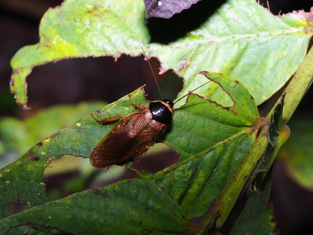Indian Cockroach from Aosnak, Oecusse, Timor-Leste on January 28, 2024 ...