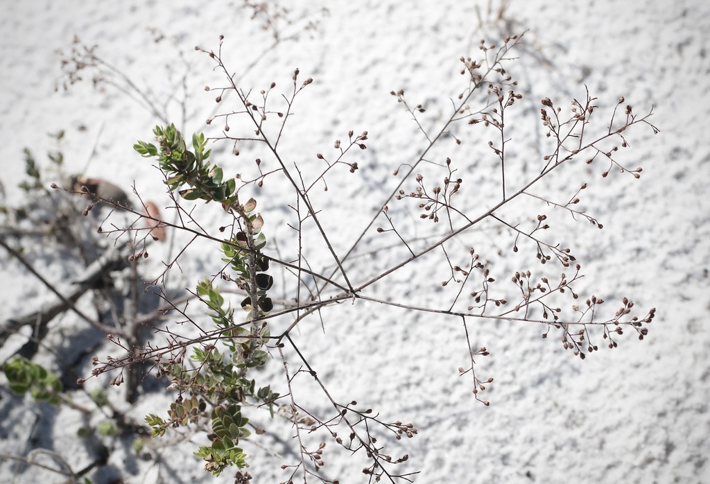 Nodding Pinweed from Palm Beach, Florida, United States on January 29 ...